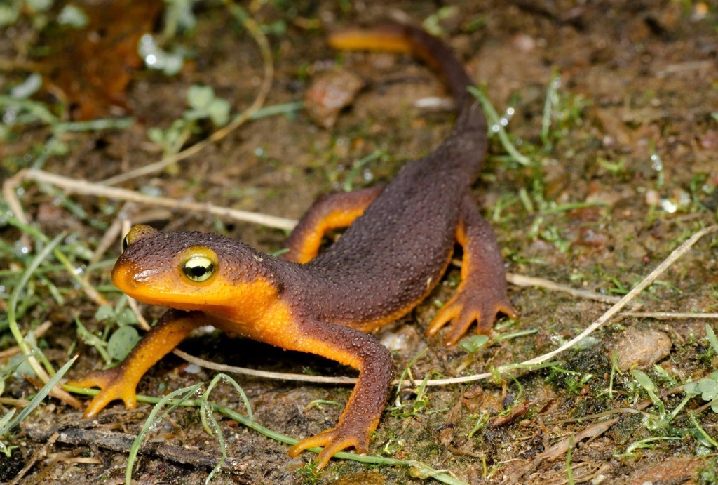 California Newt from Orrs Creek, Ukiah, CA, US on October 25, 2012 at ...