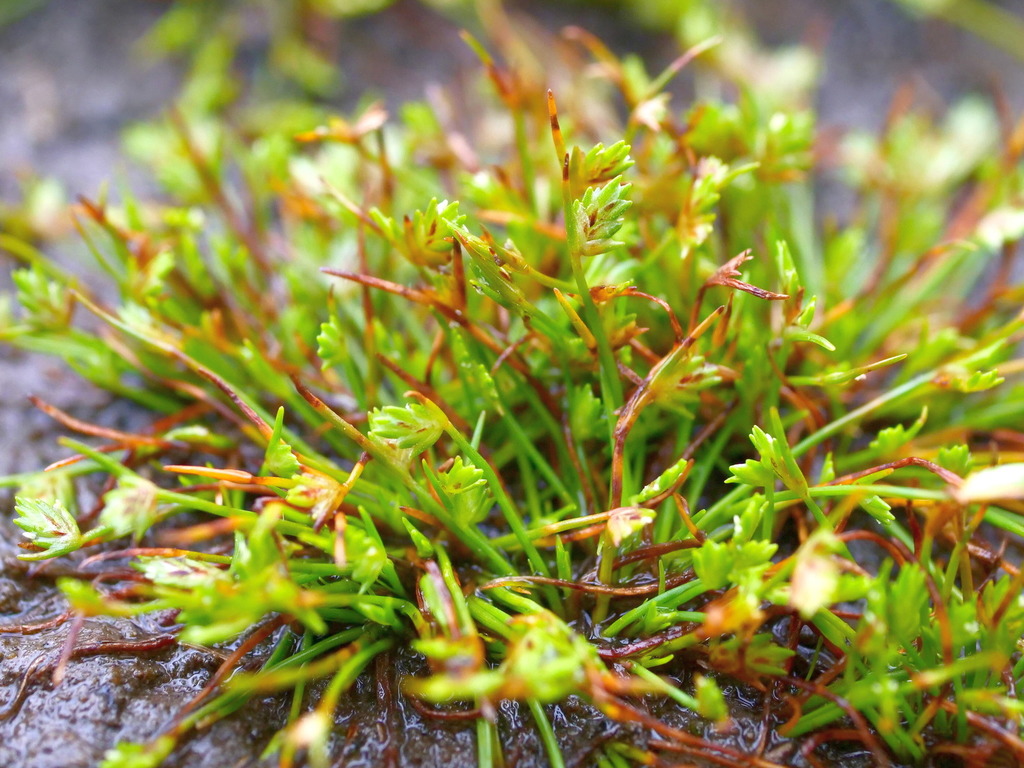 Slender Aphelia (Native Flora of the Victorian Volcanic Plains Part 1 ...