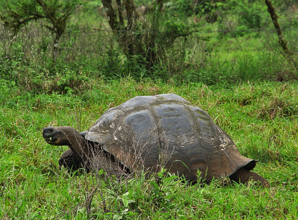 Eastern Santa Cruz Giant Tortoise in August 2007 by godutchbaby ...