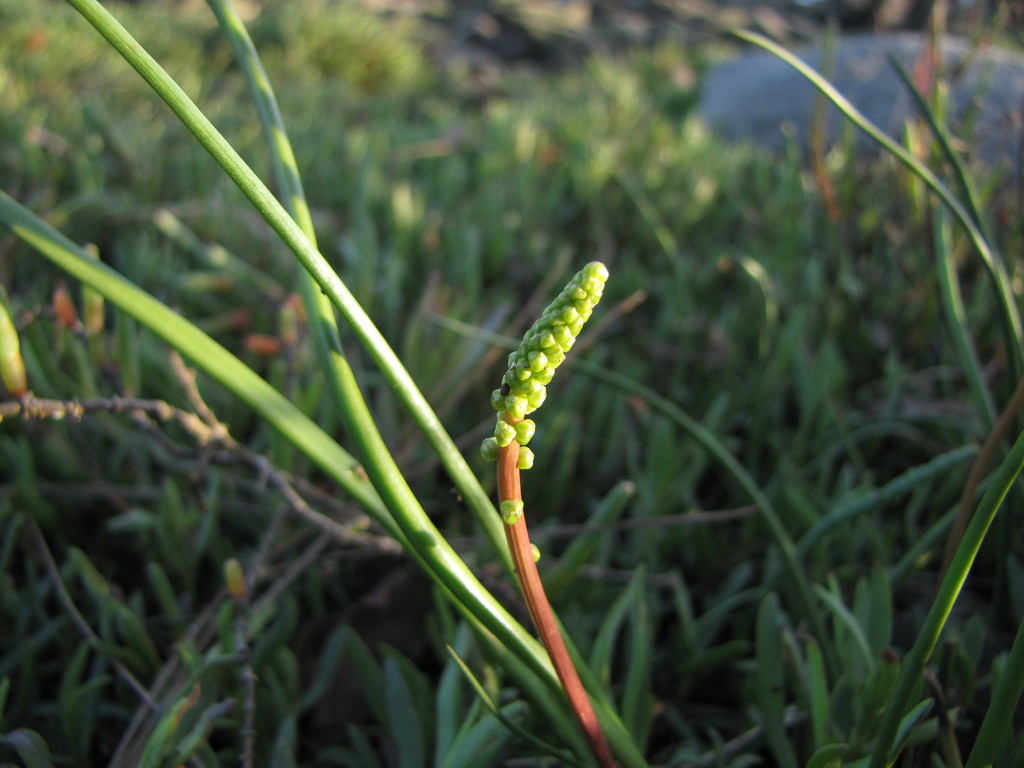 Arrow Grass (Los Osos Elfin Forest - Vascular Plants) · iNaturalist
