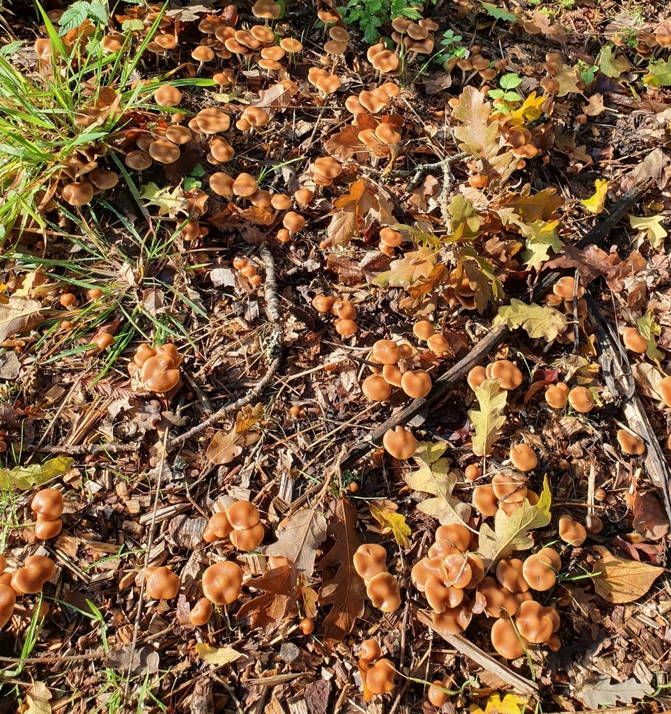 Wavy Cap in October 2020 by Rocco Zizzamia · iNaturalist