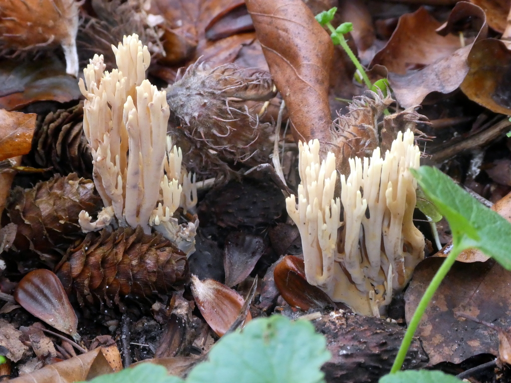 Upright Coral Fungus from 3749 Lage Vuursche, Nederland on October 24 ...