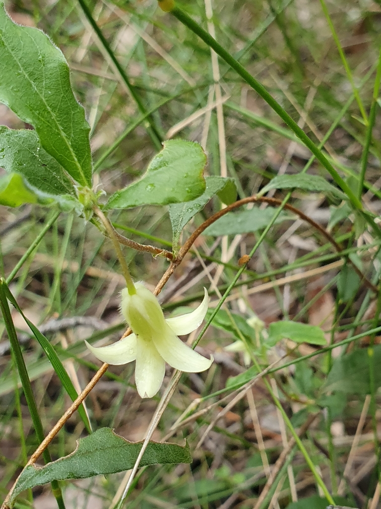 Common Apple-berry from Pakenham Upper VIC 3810, Australia on October ...
