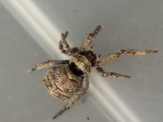 Triangle Web Spiders from South Tyrol, Italy on October 15, 2020 at 04: ...