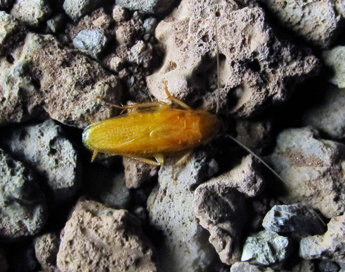 Symploce pallens · iNaturalist Ecuador