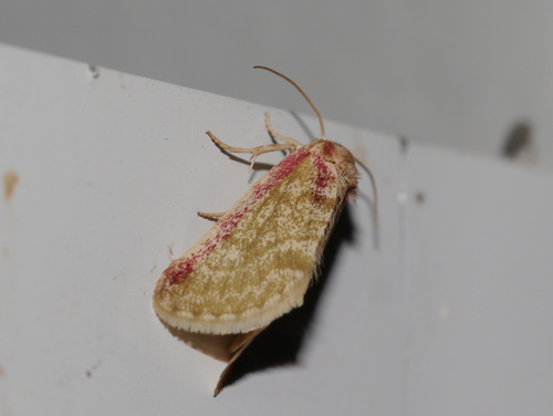 Aleptinoides ochrea · iNaturalist