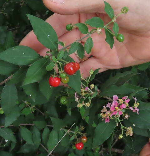 Lista de verificación de Victoria · NaturaLista Colombia