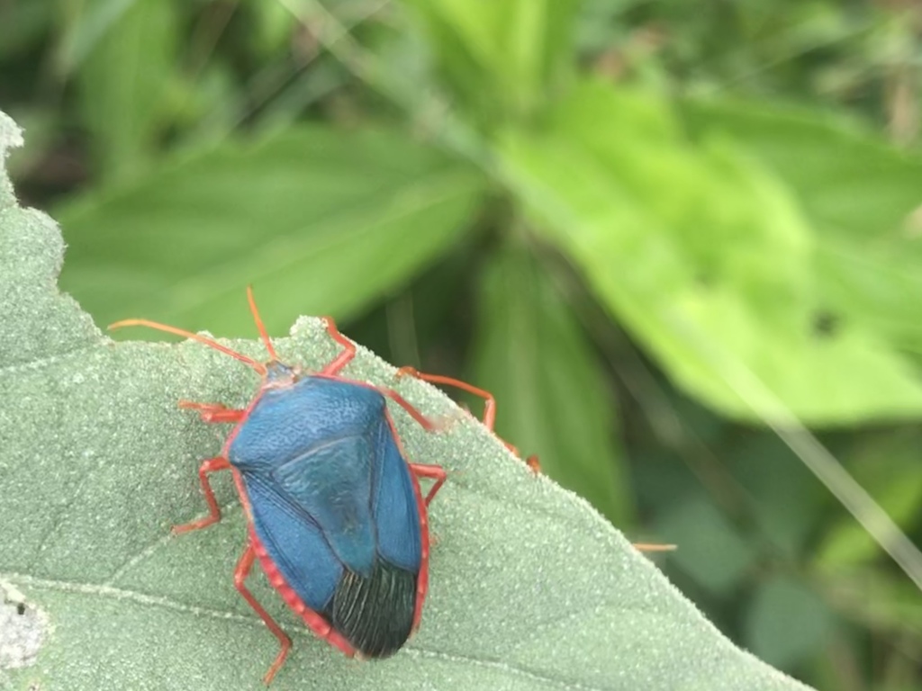 Red-bordered Stink Bug from Viota, Cundinamarca, CO on March 27, 2019 ...