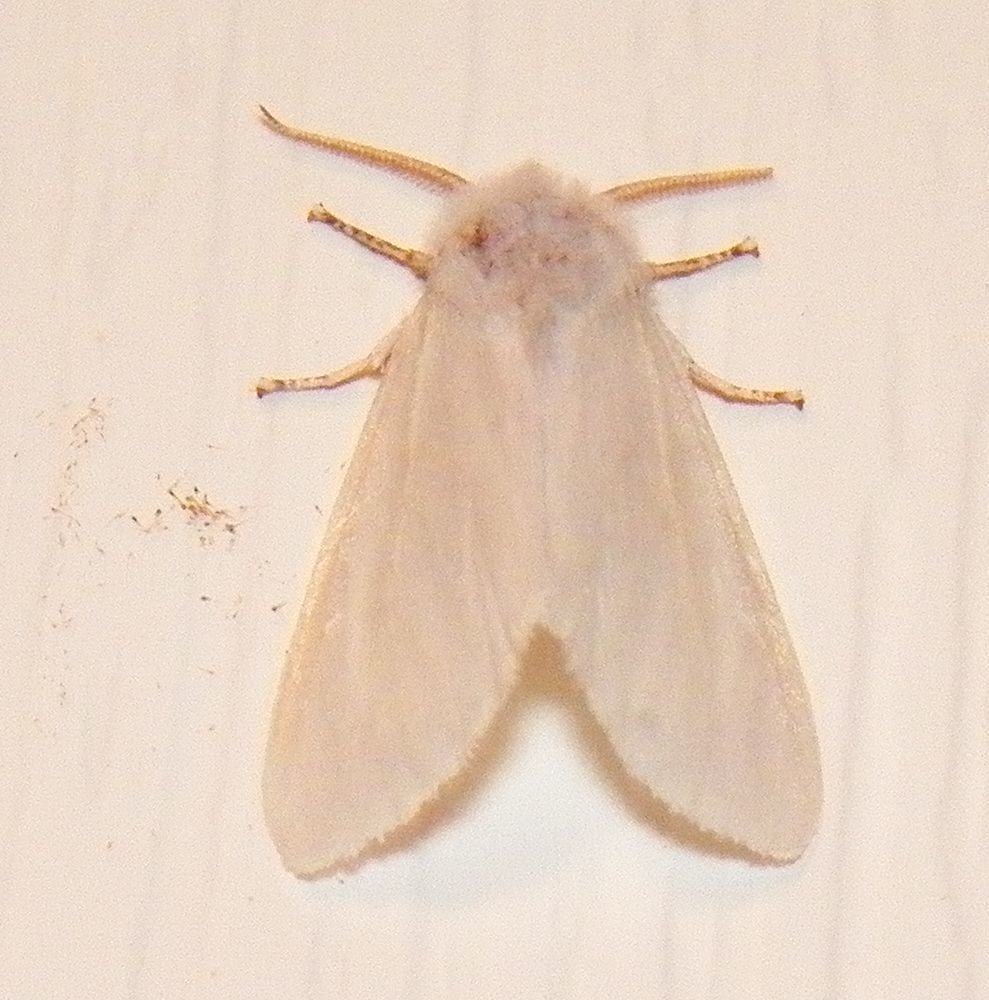 Fall Webworm Moth from Elizabeth Ct, Barling, AR 72923, USA on ...