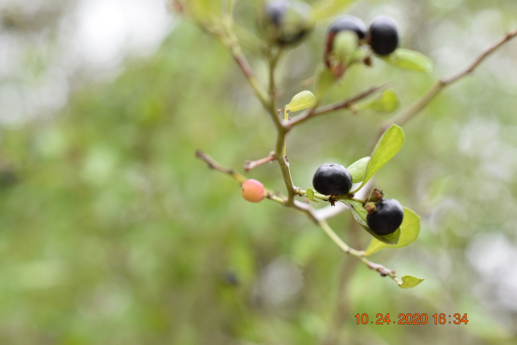 Brasil from Bexar County, TX, USA on October 24, 2020 at 04:34 PM by ...