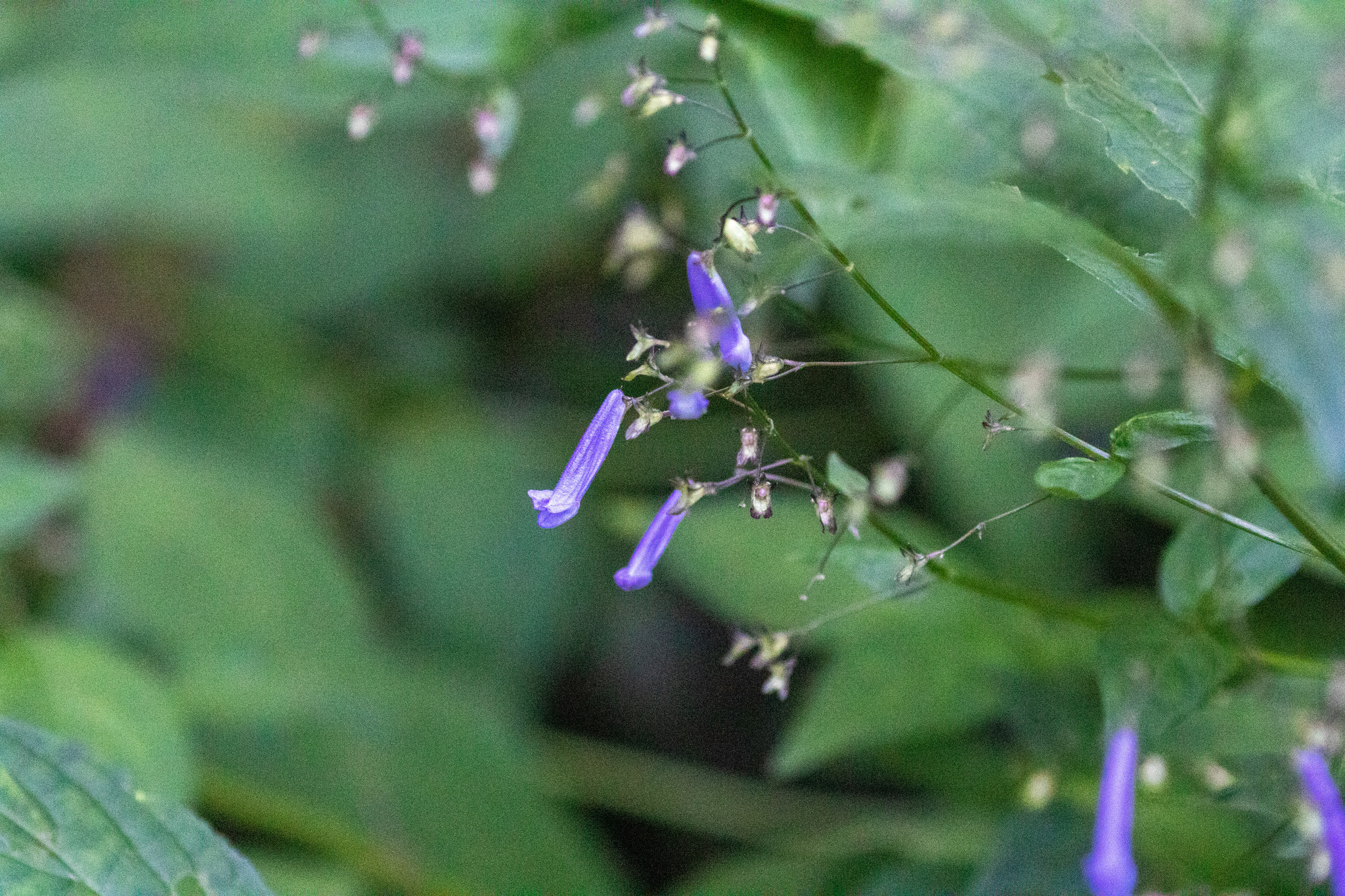 Isodon effusus (Maxim.) H.Hara