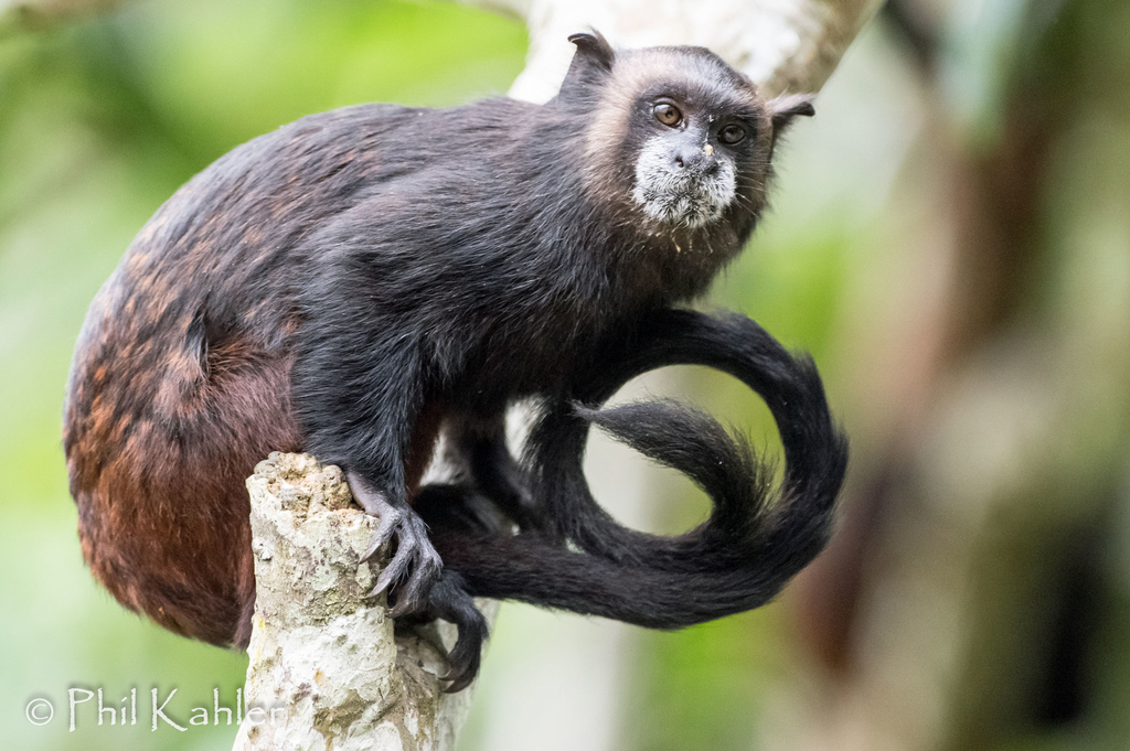 Tamarins (Saguinus) - Know Your Mammals