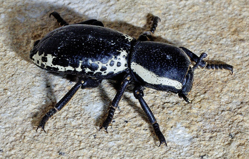 Zopherus championi · iNaturalist Mexico