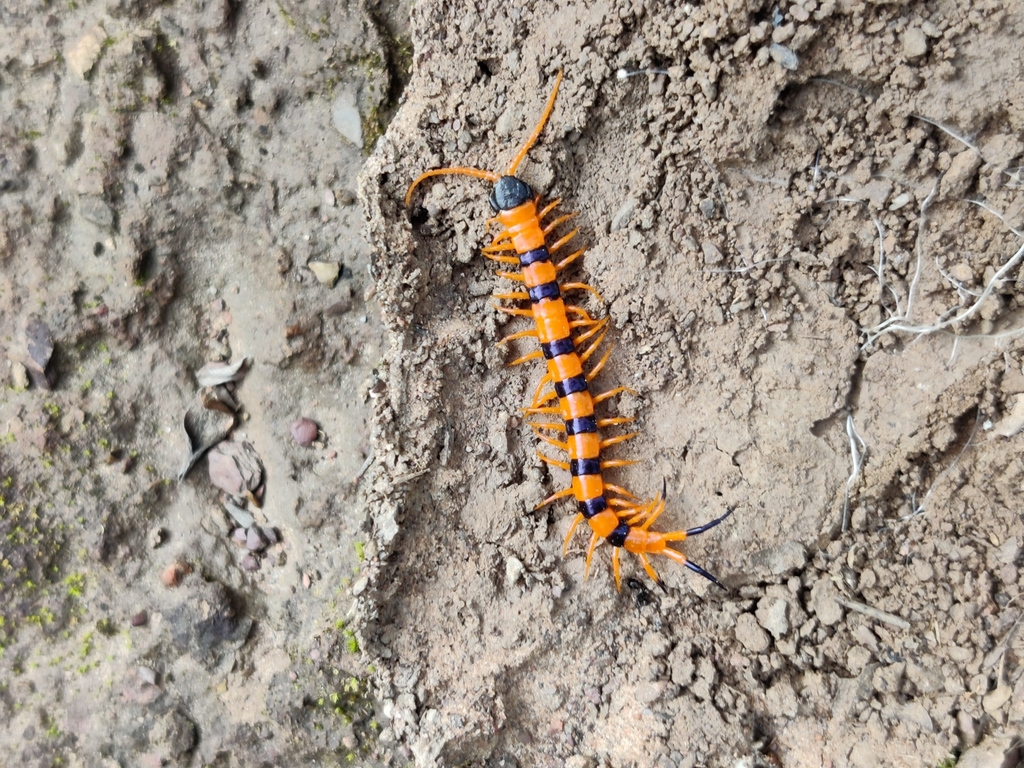 Indian Tiger Centipede from Andhra Pradesh 517619, India on October 25 ...