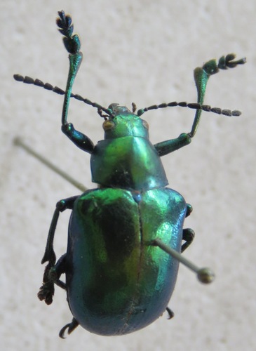(Eumolpus robustus)