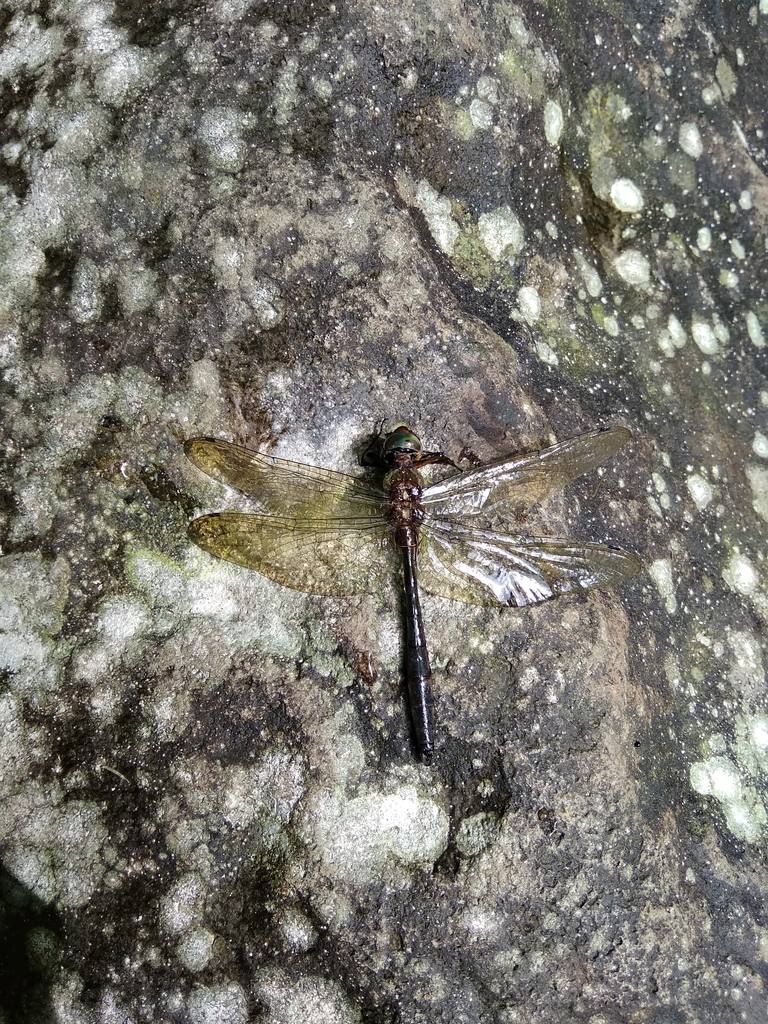 Procordulia sambawana from Karanganyar Regency, Central Java, Indonesia ...