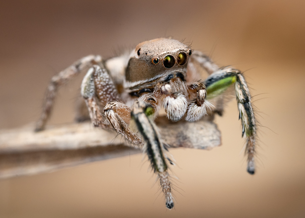Paradise Jumping Spiders from Pecos County, TX, USA on October 20, 2020 ...