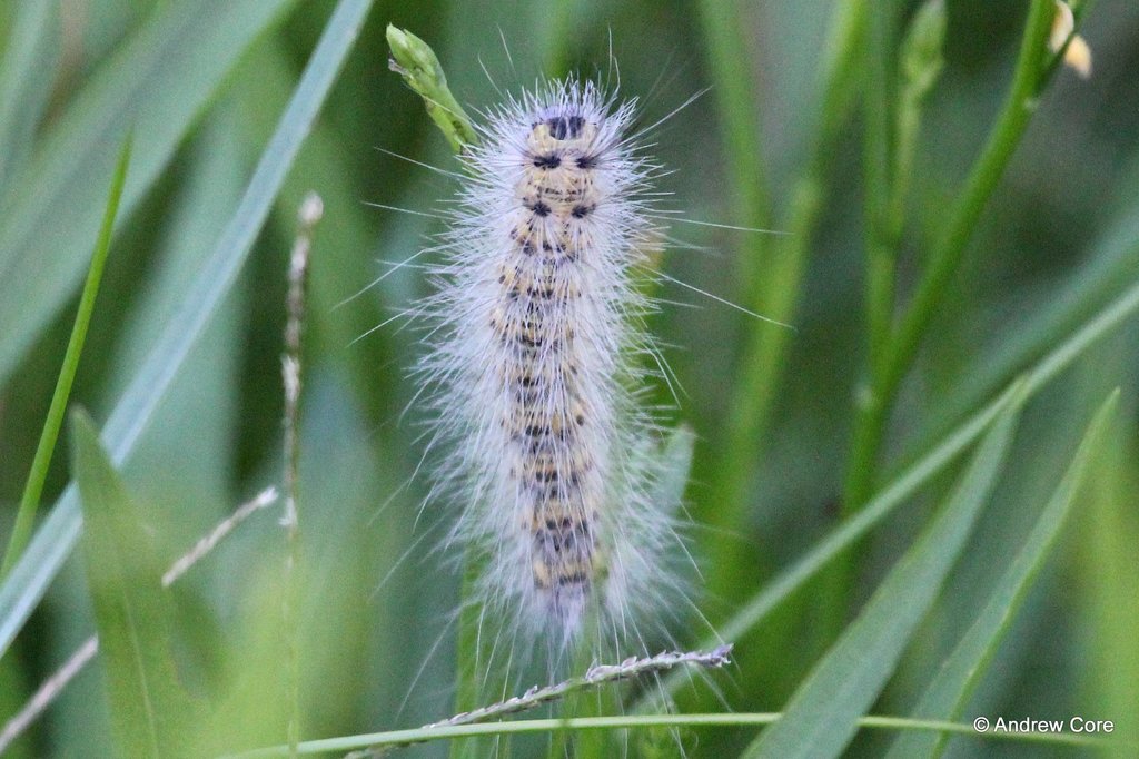 Tiger Moths from FR217--old dam, Santa Cruz County, AZ, USA on August ...