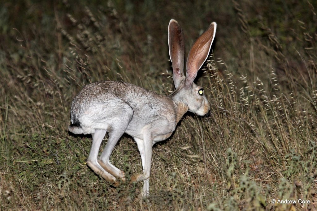 Antelope Jackrabbit from Arivaca Rd, Pima County, AZ, USA on August 30 ...