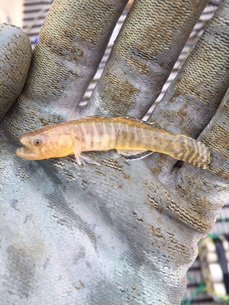 Graham's Gudgeon from 78A Seaview Rd, Paremata, Porirua 5024, New ...