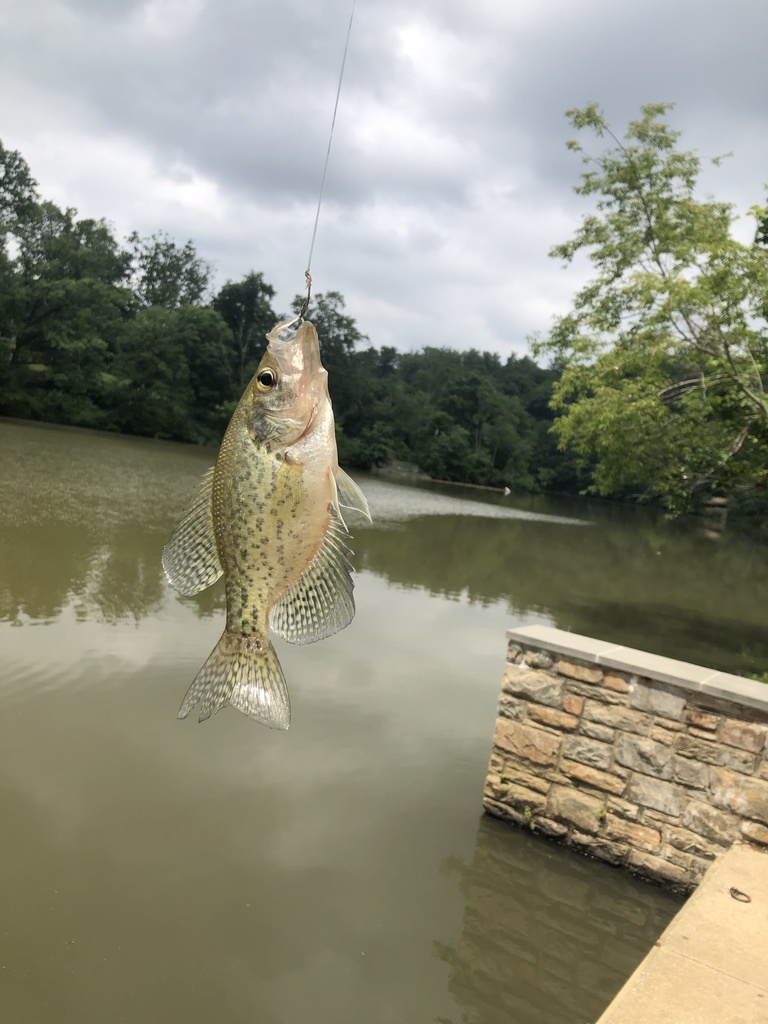 Black Crappie from Lake Roland, Baltimore, MD, US on October 25, 2020 ...