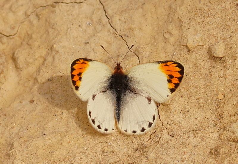 Desert Orange Tip from Almería, Spanje on October 25, 2016 at 01:09 PM ...