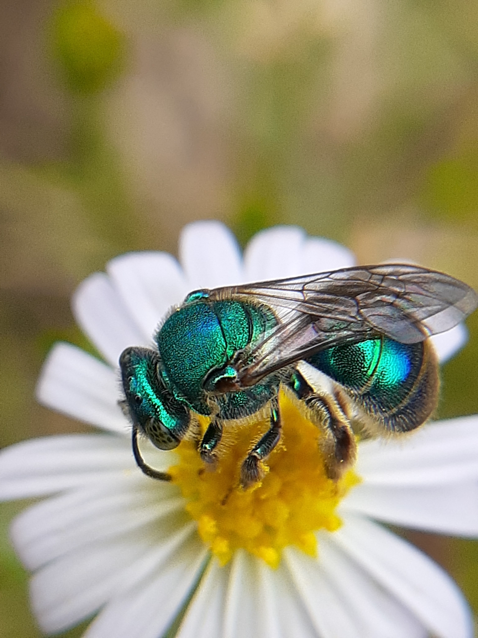 Abeja En Un Verde