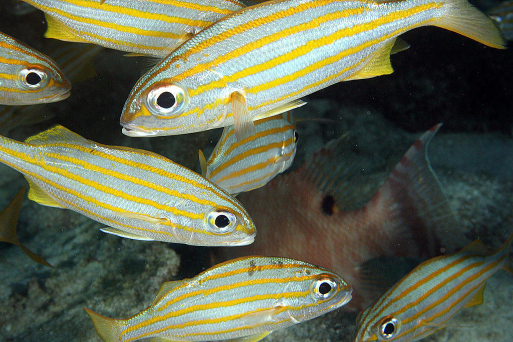 Grunts (Haemulidae) - Marine Life Identification