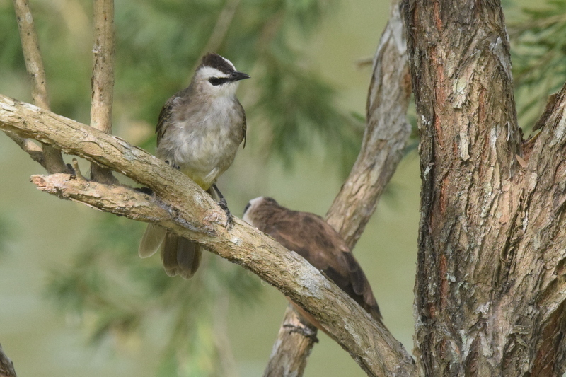 Yellow-vented Bulbul (Birds of Singapore) · iNaturalist