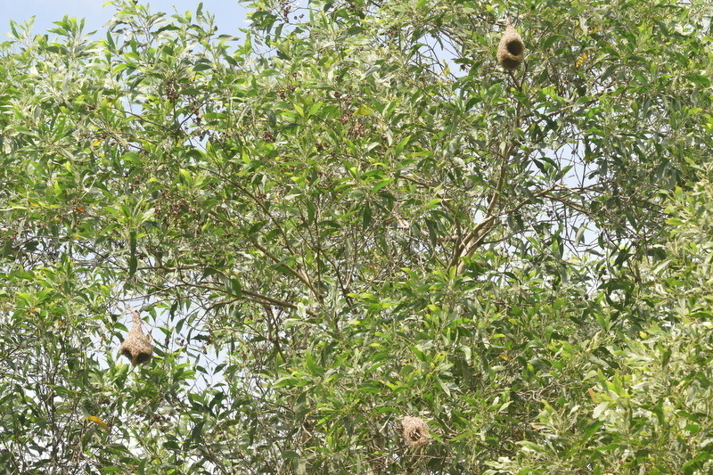 Golden-backed Weaver (Birds of Singapore) · iNaturalist