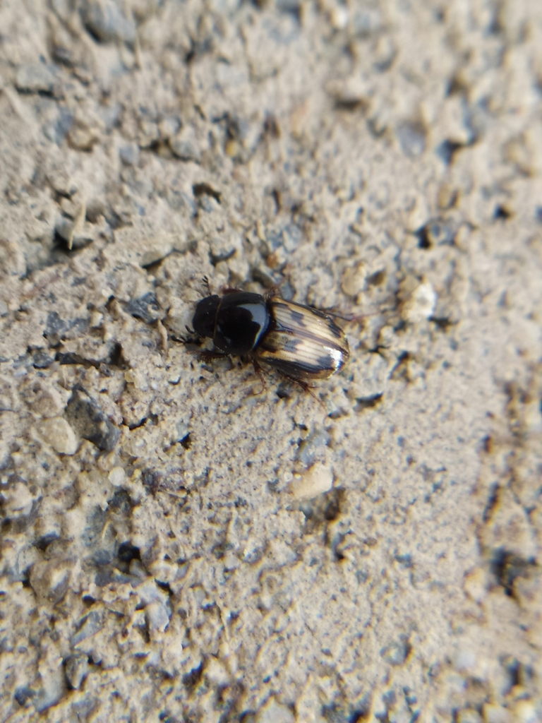 Chilothorax distinctus from Schloßhof, Österreich on October 25, 2020 ...