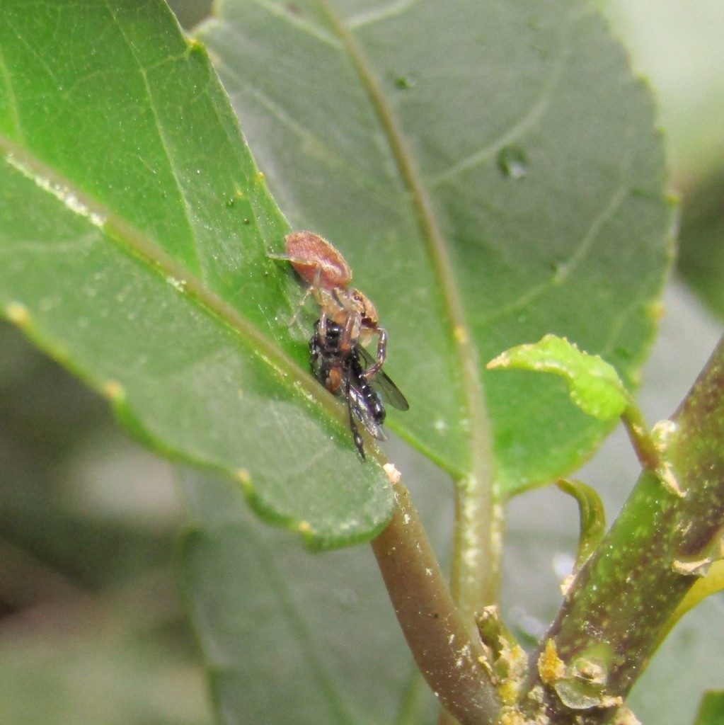 Jumping Spiders from Wellington, New Zealand on October 18, 2020 by ...