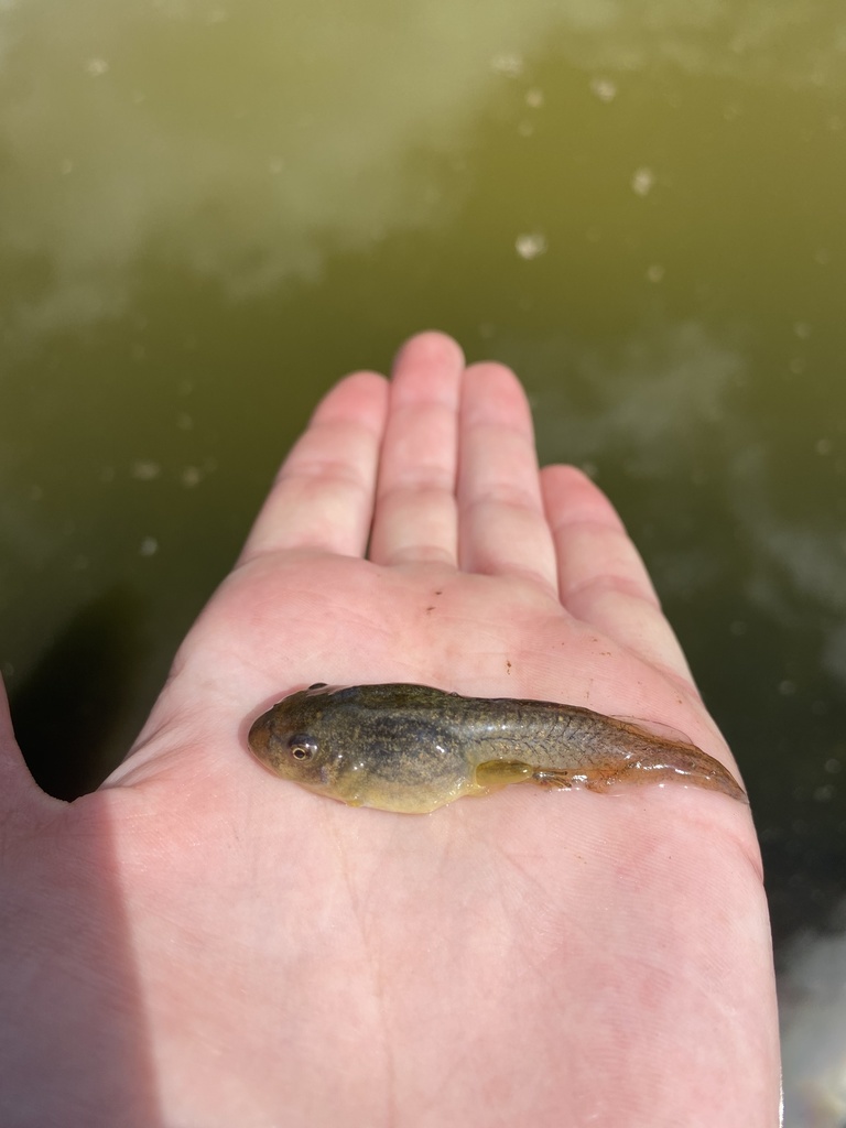 Green and Golden Bell Frog in October 2020 by Ohara McLennan · iNaturalist