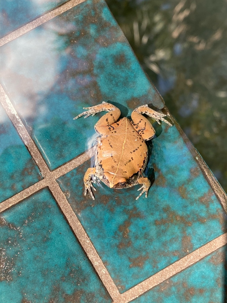 Sheep Frog in October 2020 by kidflash1967 · iNaturalist