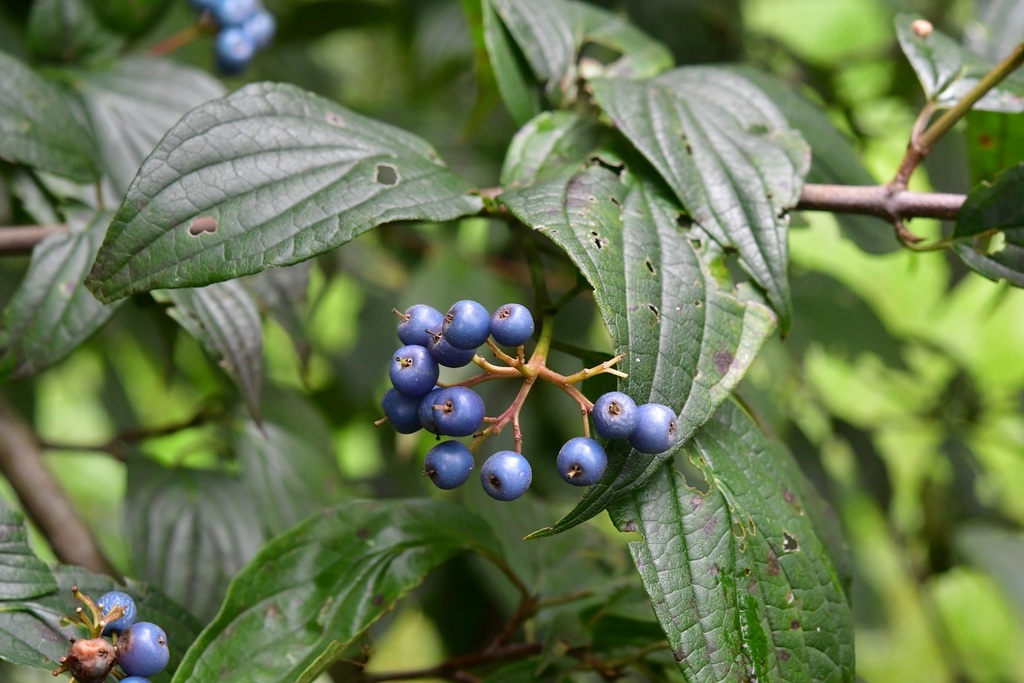 (Cornus excelsa) - Botanical Realm