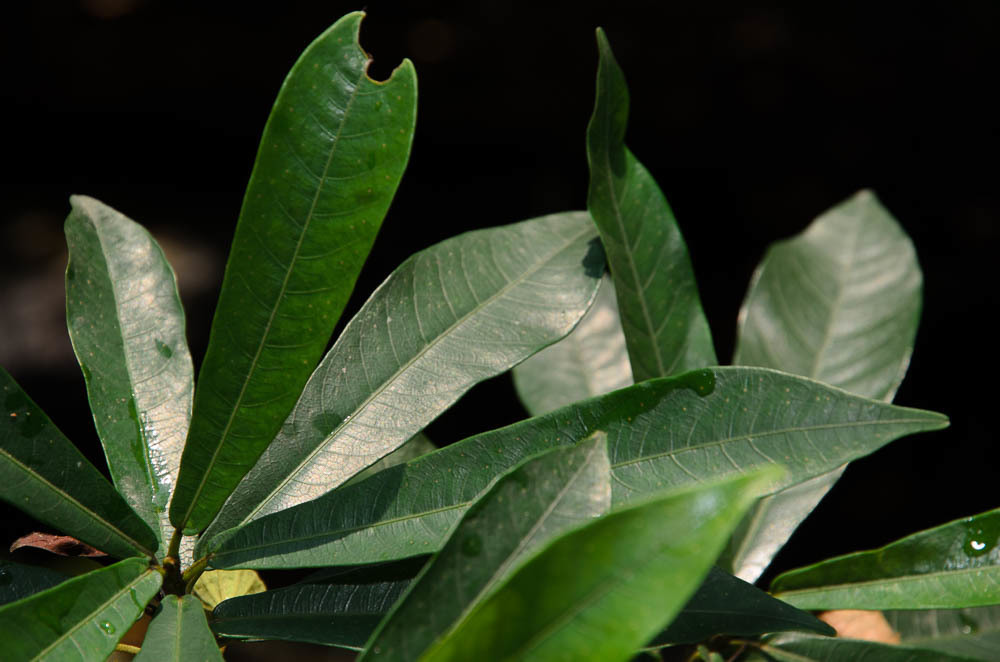 (Ficus abelii) - Botanical Realm