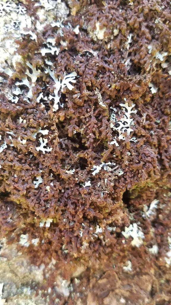 Ptilidium from Southwest Harbor, ME, USA on October 25, 2020 at 12:34 ...