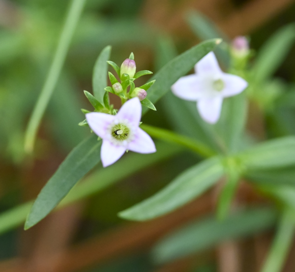 long-leaved bluets from Cheraw State Park, SC, USA on October 24, 2020 ...