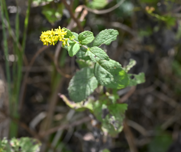 common wrinkle-leaved goldenrod from Cheraw State Park, SC, USA on ...