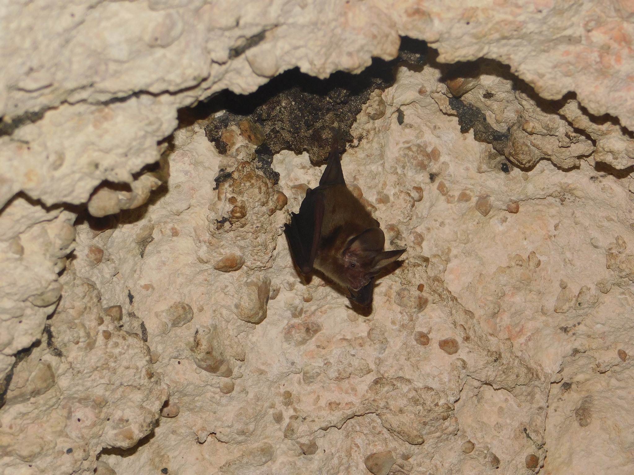 Micronycteris microtis Miller, 1898