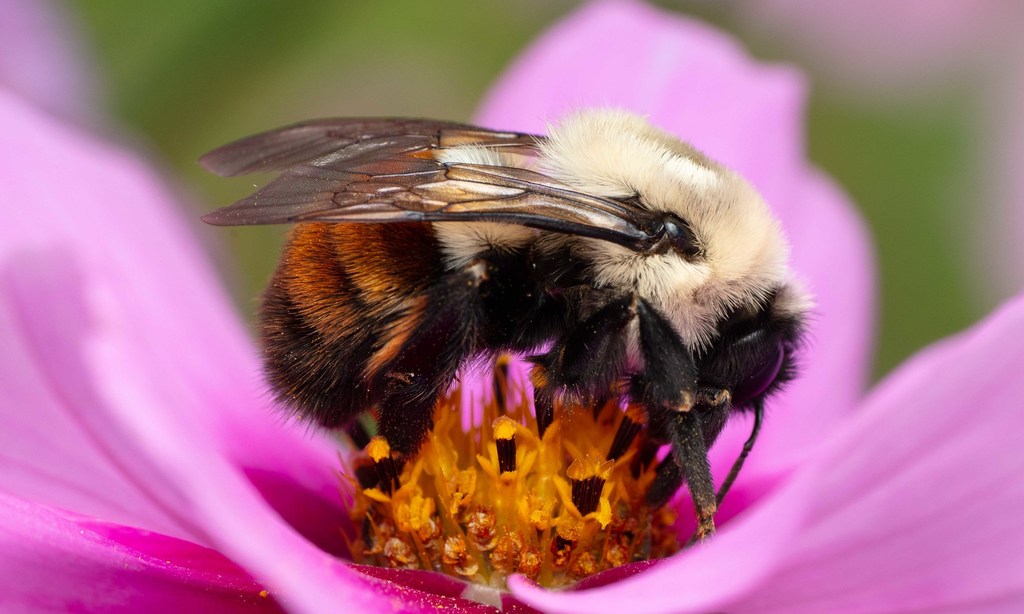 Common Eastern Bumble Bee from Reno, Ohio on October 23, 2020 by Laura ...