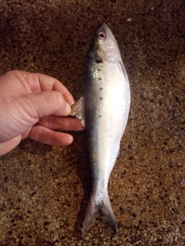 Alosa algeriensis · NaturaLista Colombia