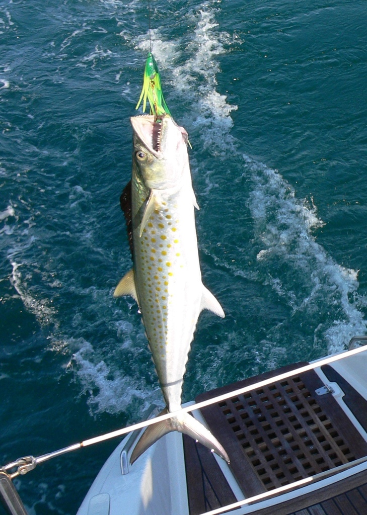 Sierra Mackerel on June 4, 2007 at 10:27 PM by Robert Webster · iNaturalist