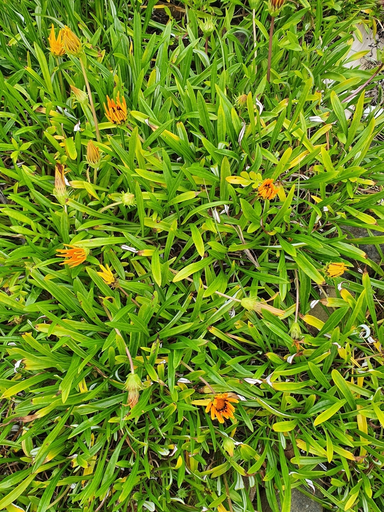 Trailing Treasureflower from Breaker Bay Road (near 124), Wellington ...