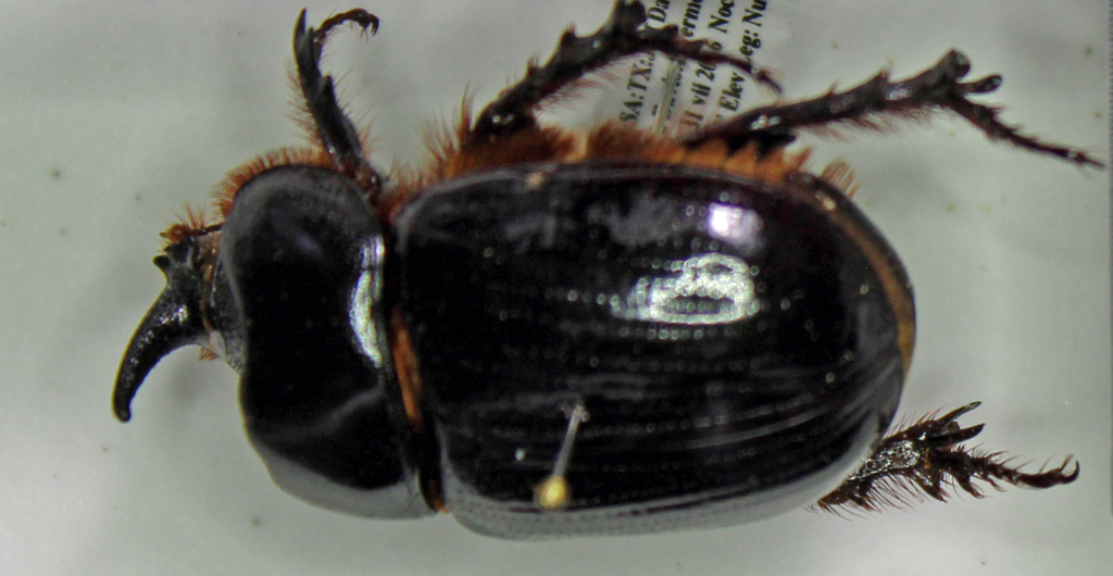 Western Rhinoceros Beetle in July 2016 by Robert J. "Bob" Nuelle, Jr ...