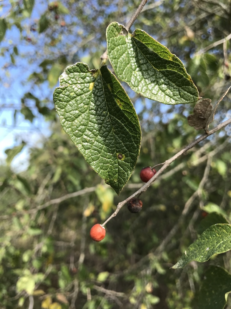 netleaf hackberry (Celtis reticulata) - Botanical Realm