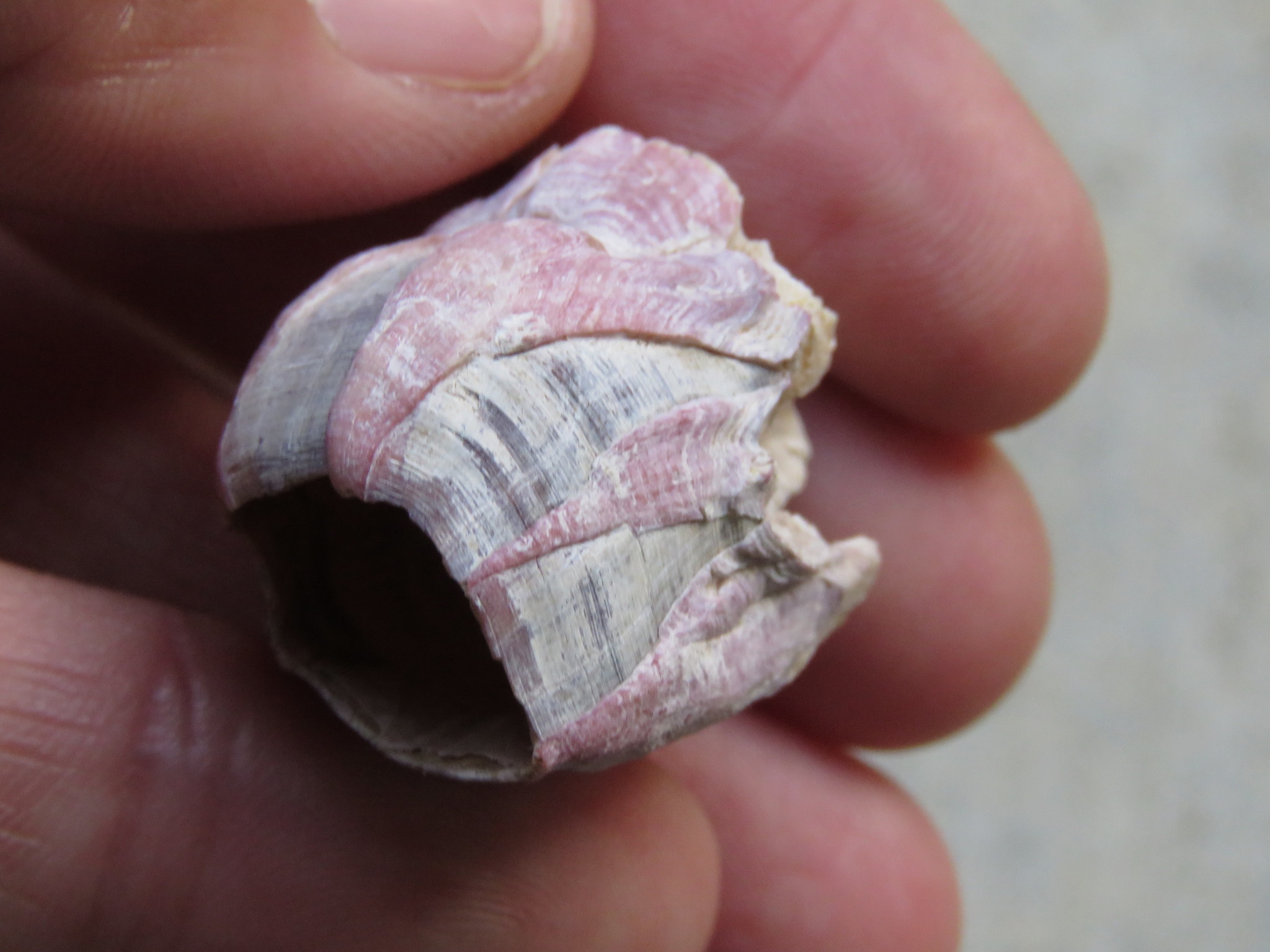 Megabalanus coccopoma (Darwin, 1854)