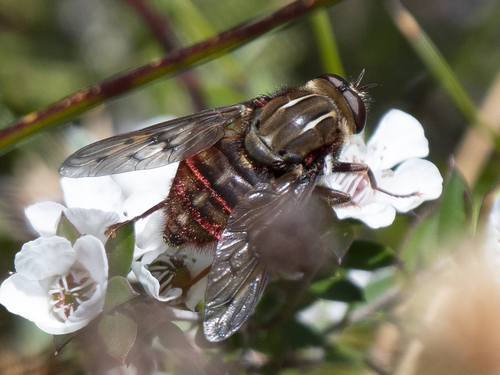 Pelecorhynchus igniculus · iNaturalist