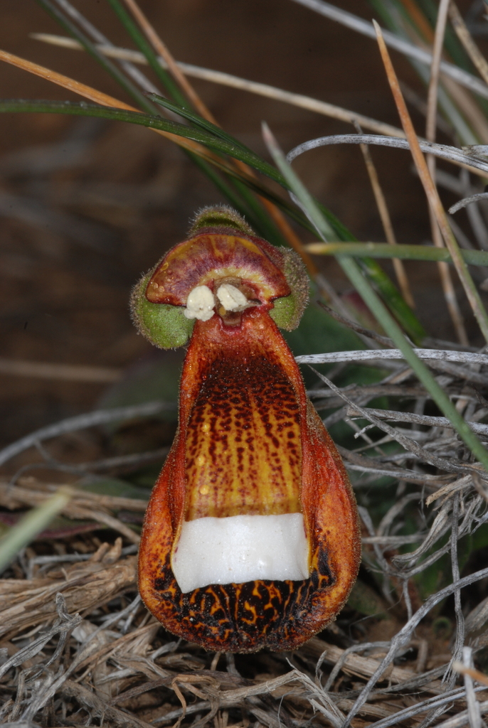 Darwin's Slipper from Lago Argentino, Santa Cruz, Argentina on December ...