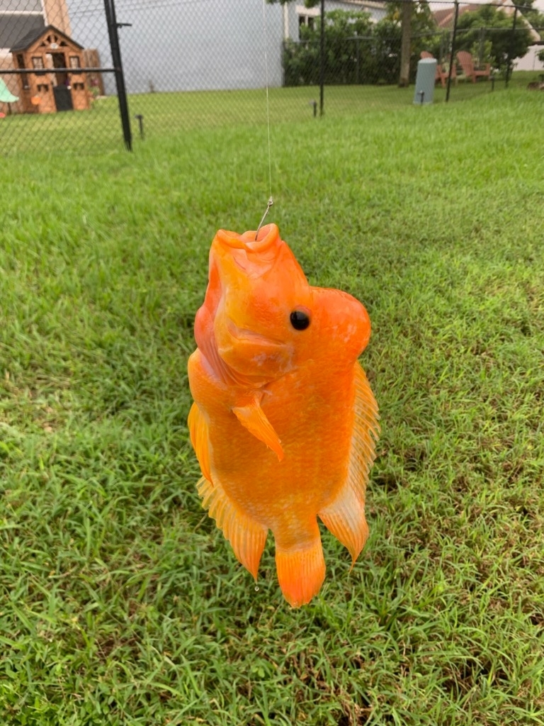 Midas Cichlid from Miramar, FL 33025, USA on October 25, 2020 at 05:00 ...